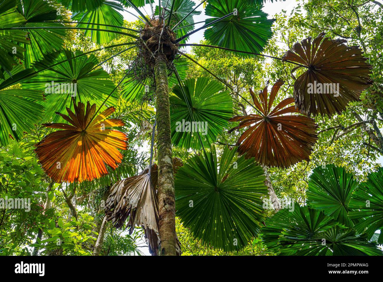 A low-angle shot of Canopy of Fan Palms in the Daintree Rainforest ...