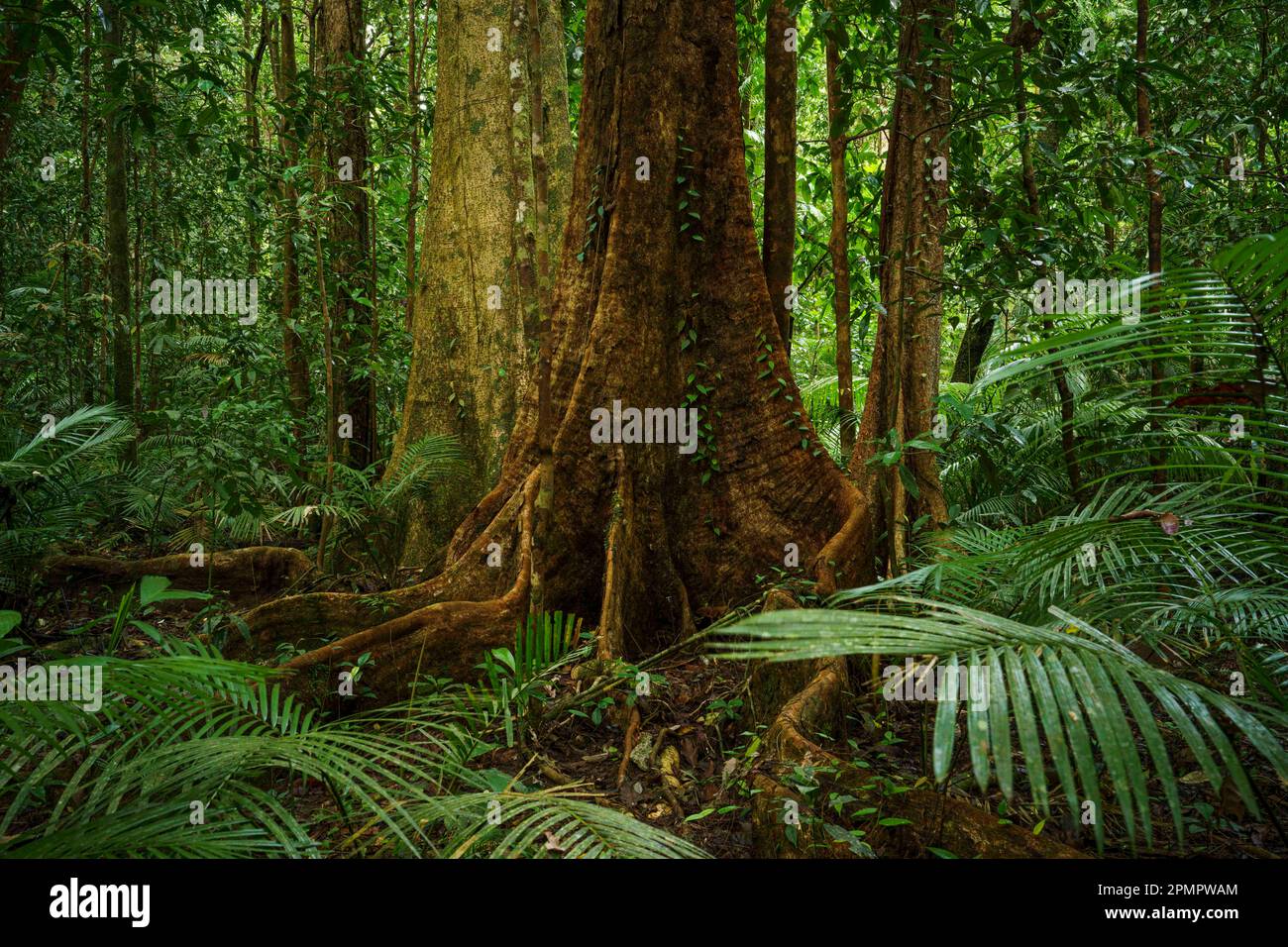 The Strangler Fig, a host tree in the Daintree Rainforest, Mossman ...