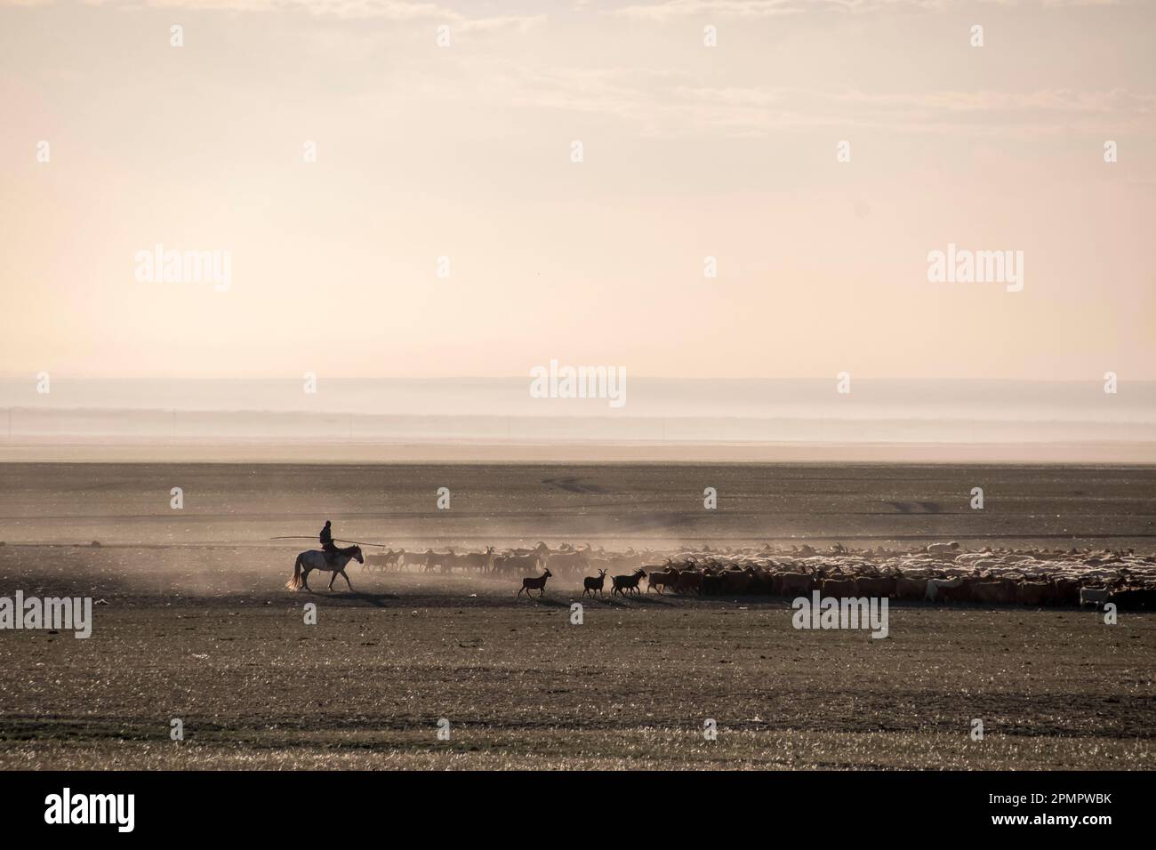 Nomadic Mongolian herder with goats and sheep on the plains of the Gobi ...