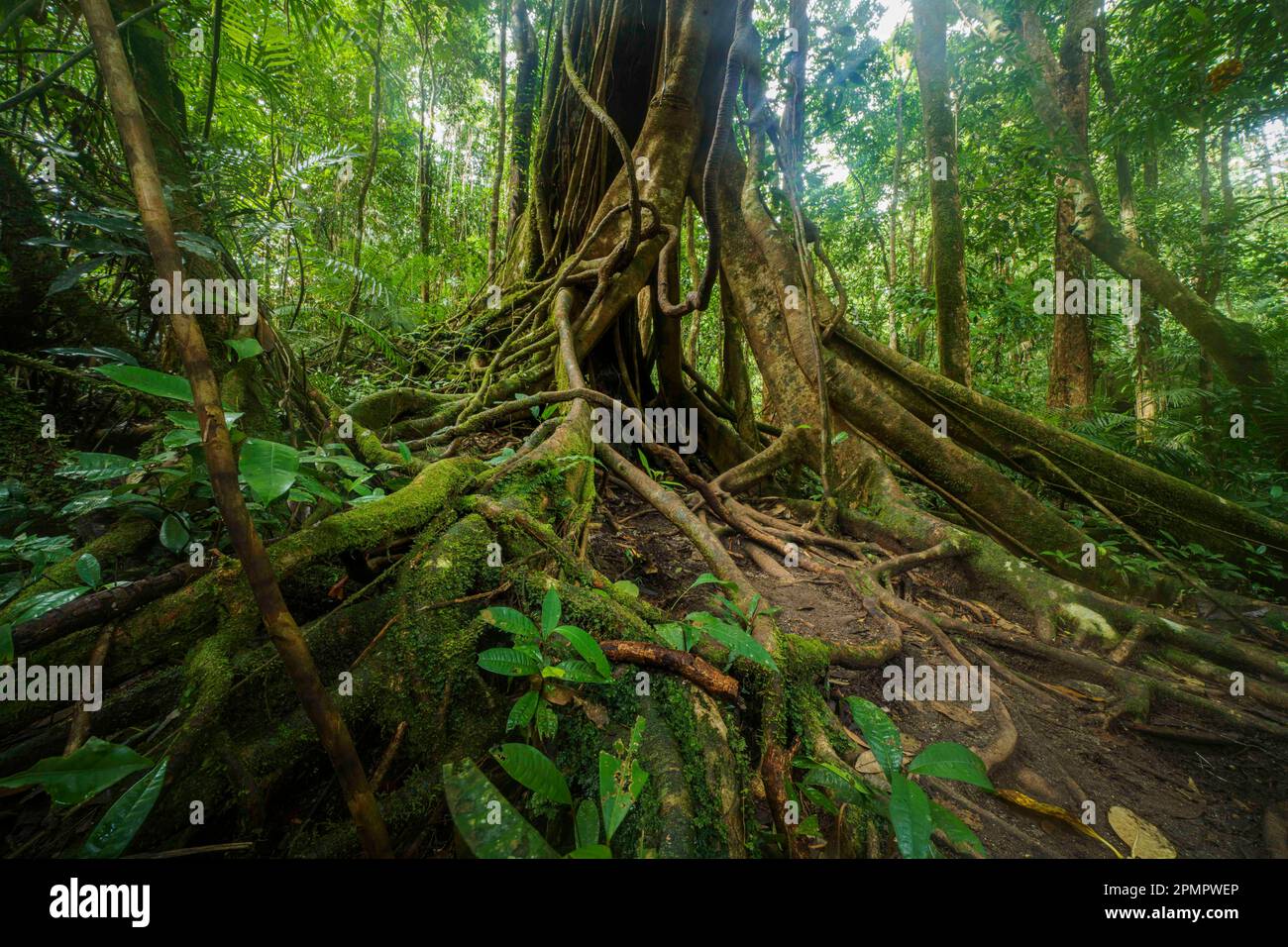 The Strangler Fig, a host tree in the Daintree Rainforest, Mossman ...