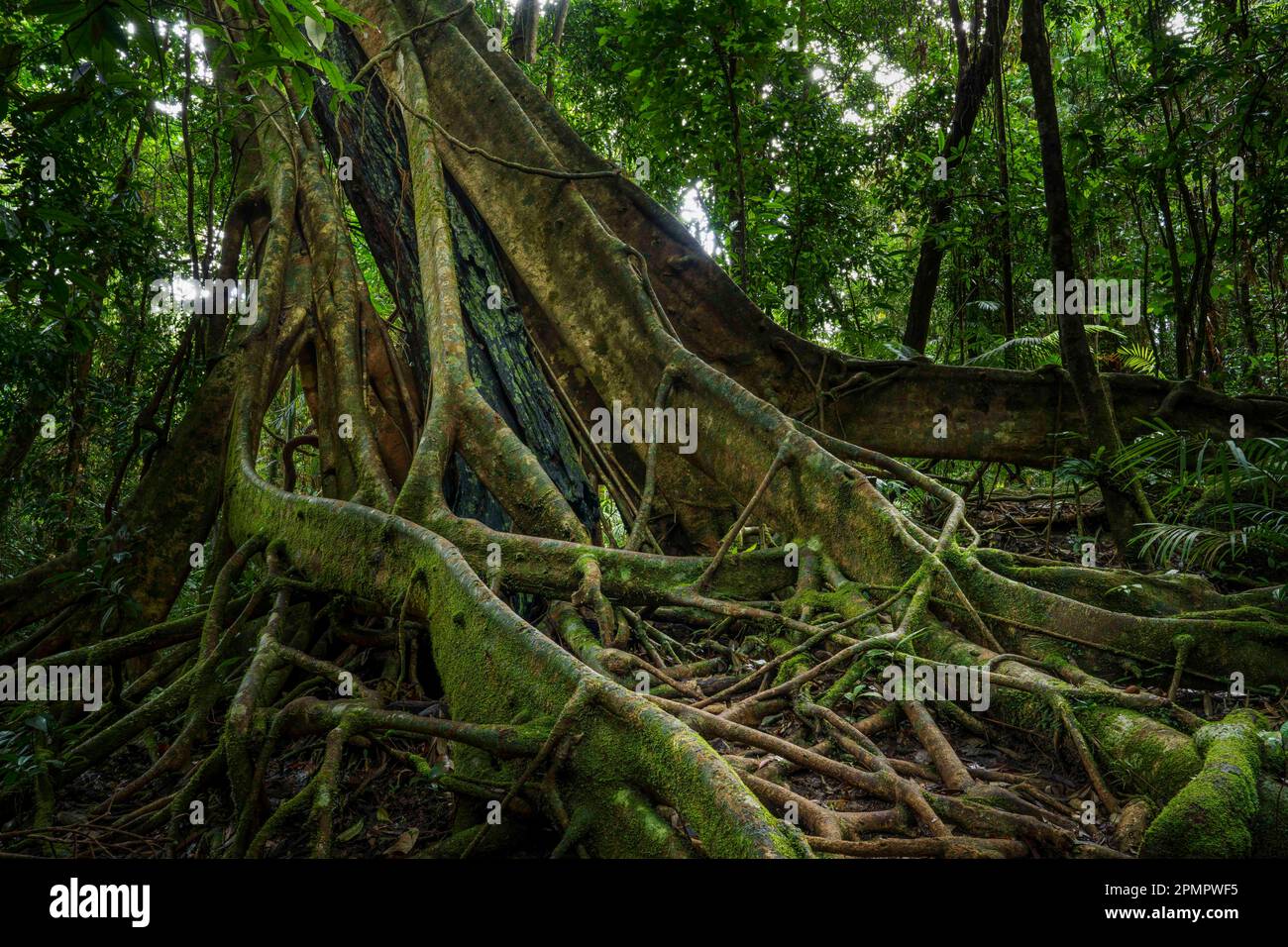 The Strangler Fig, a host tree in the Daintree Rainforest, Mossman ...