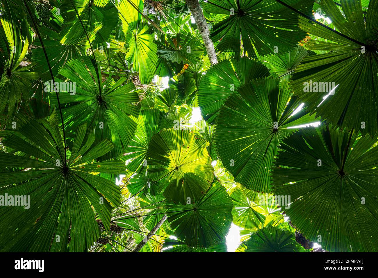 A low-angle shot of Canopy of Fan Palms in the Daintree Rainforest ...