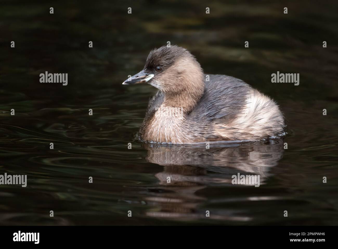 Little Grebe (Tachybaptus ruficollis Stock Photo - Alamy