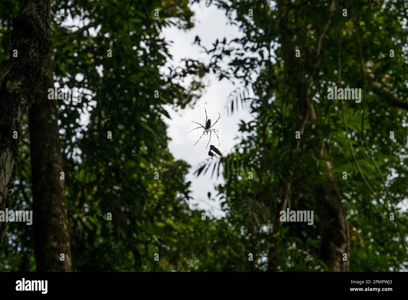 A common Garden Orb Weaving Spider against forest canopy in Daintree ...