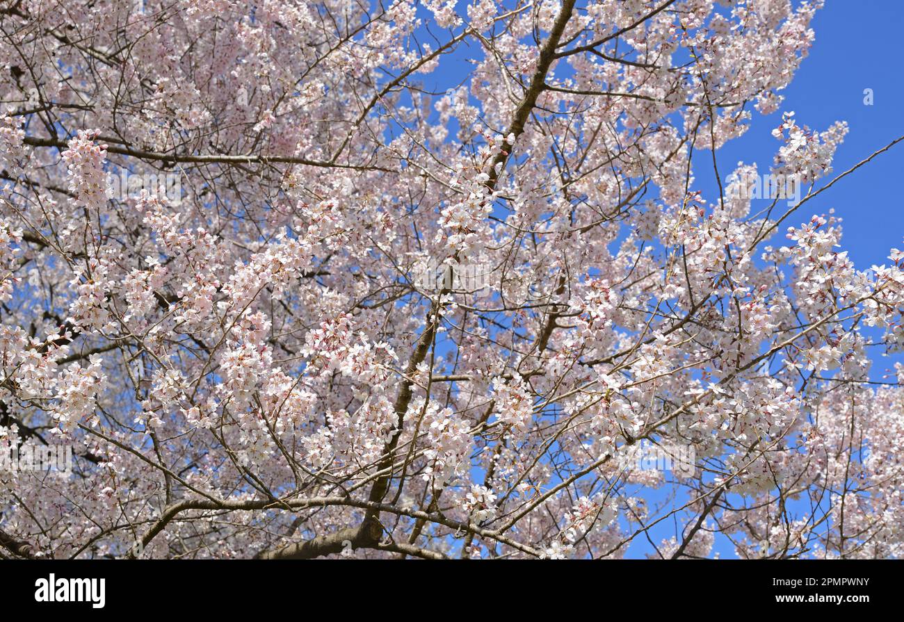 Cherry Blossom Trees in Central Park in April. New York City Stock ...
