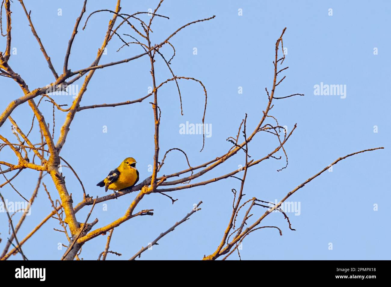 A Common Lora calling from tree Stock Photo - Alamy