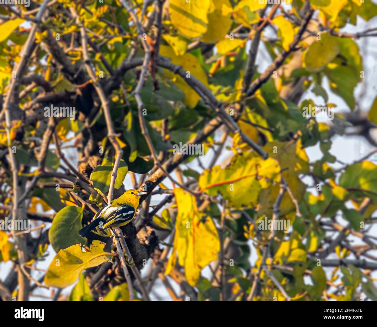A Common Lora looking back from tree Stock Photo - Alamy