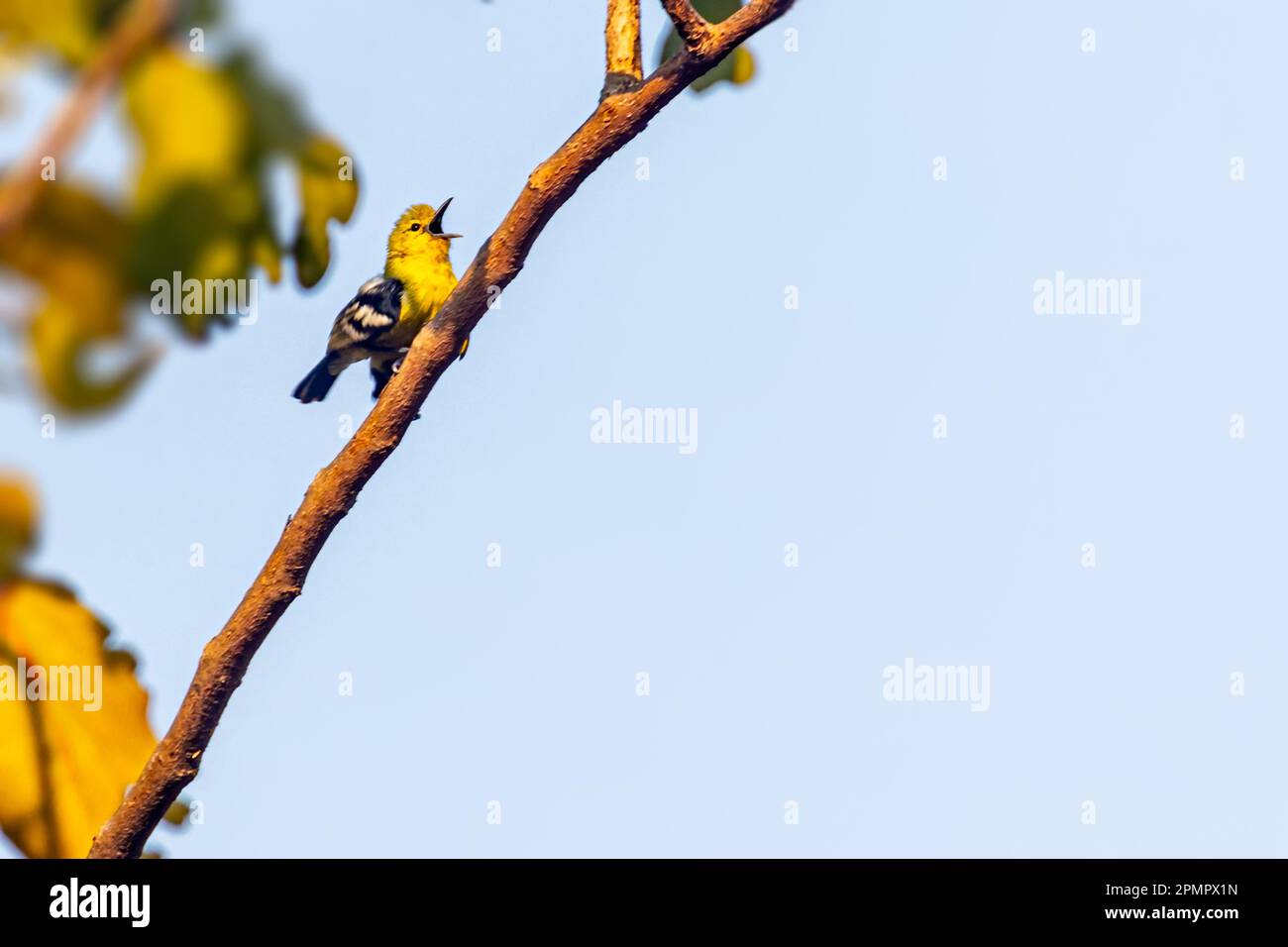 Common lora hi-res stock photography and images - Alamy