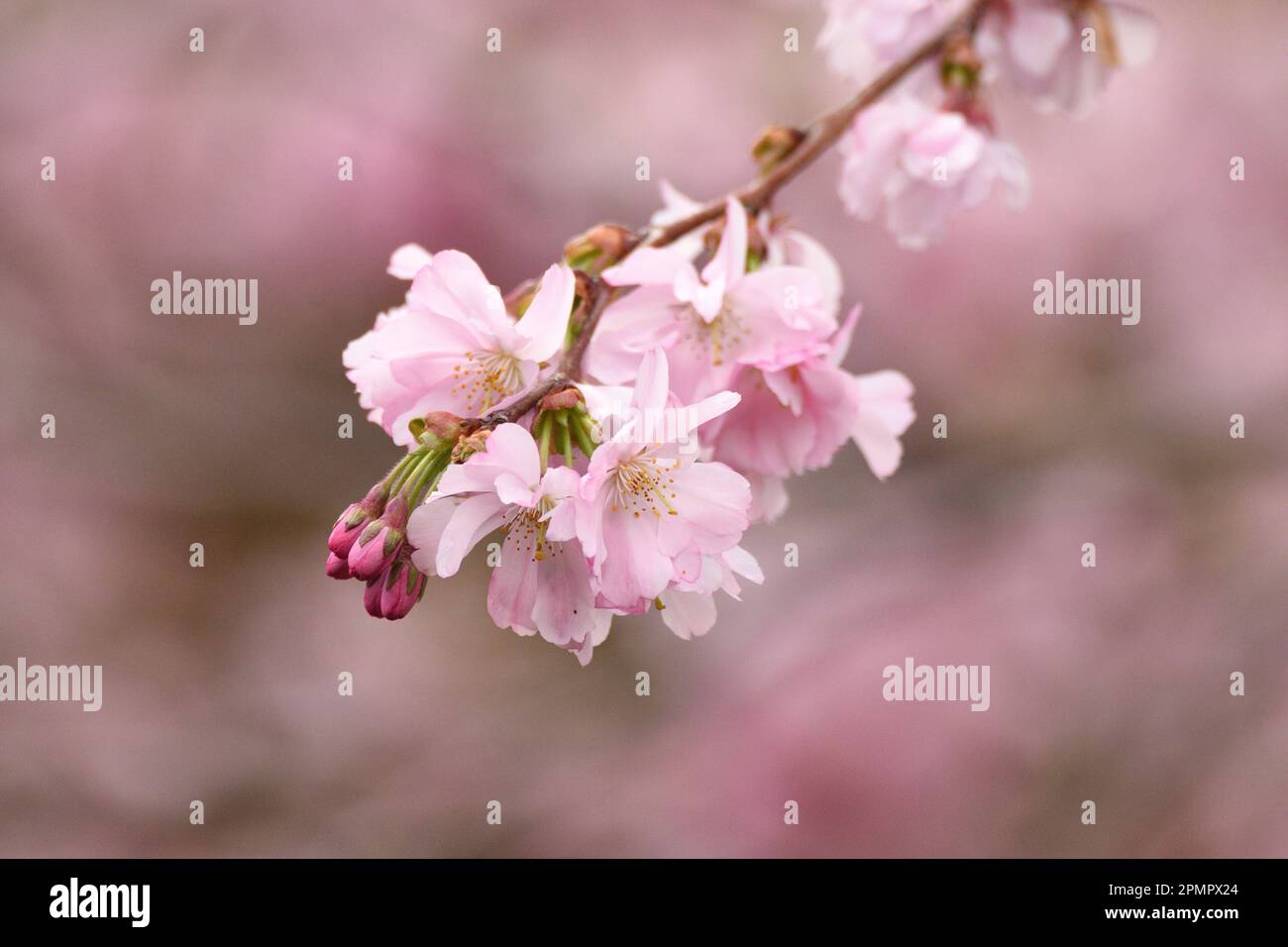 Cherry blossoms in a London park during spring. England, UK Stock Photo ...