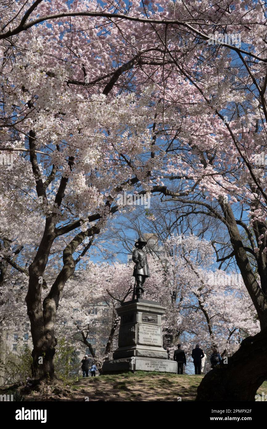Pilgrim Hill in Central Park is surrounded with beautiful cherry ...