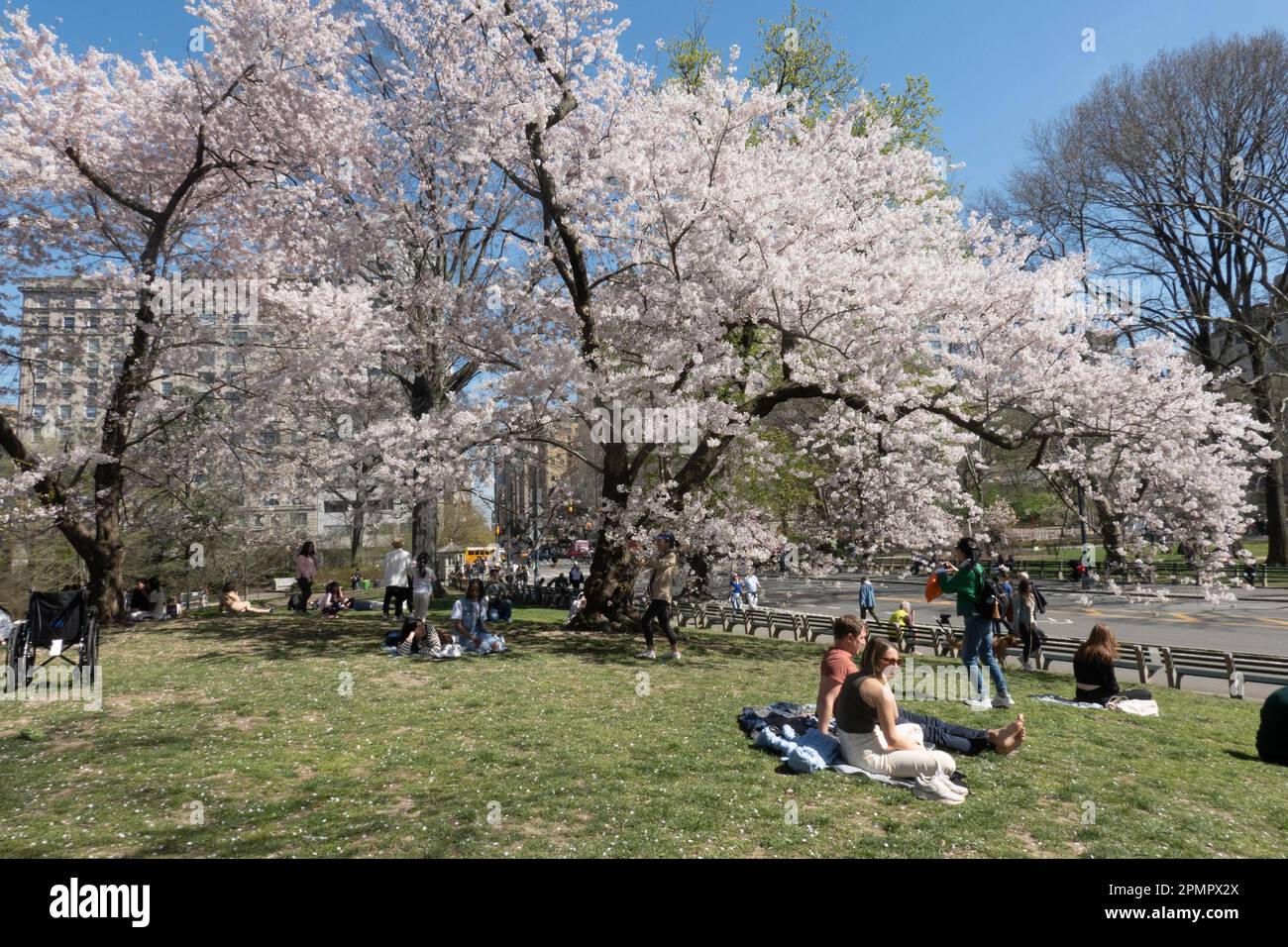 Pilgrim Hill in Central Park is surrounded with beautiful cherry ...