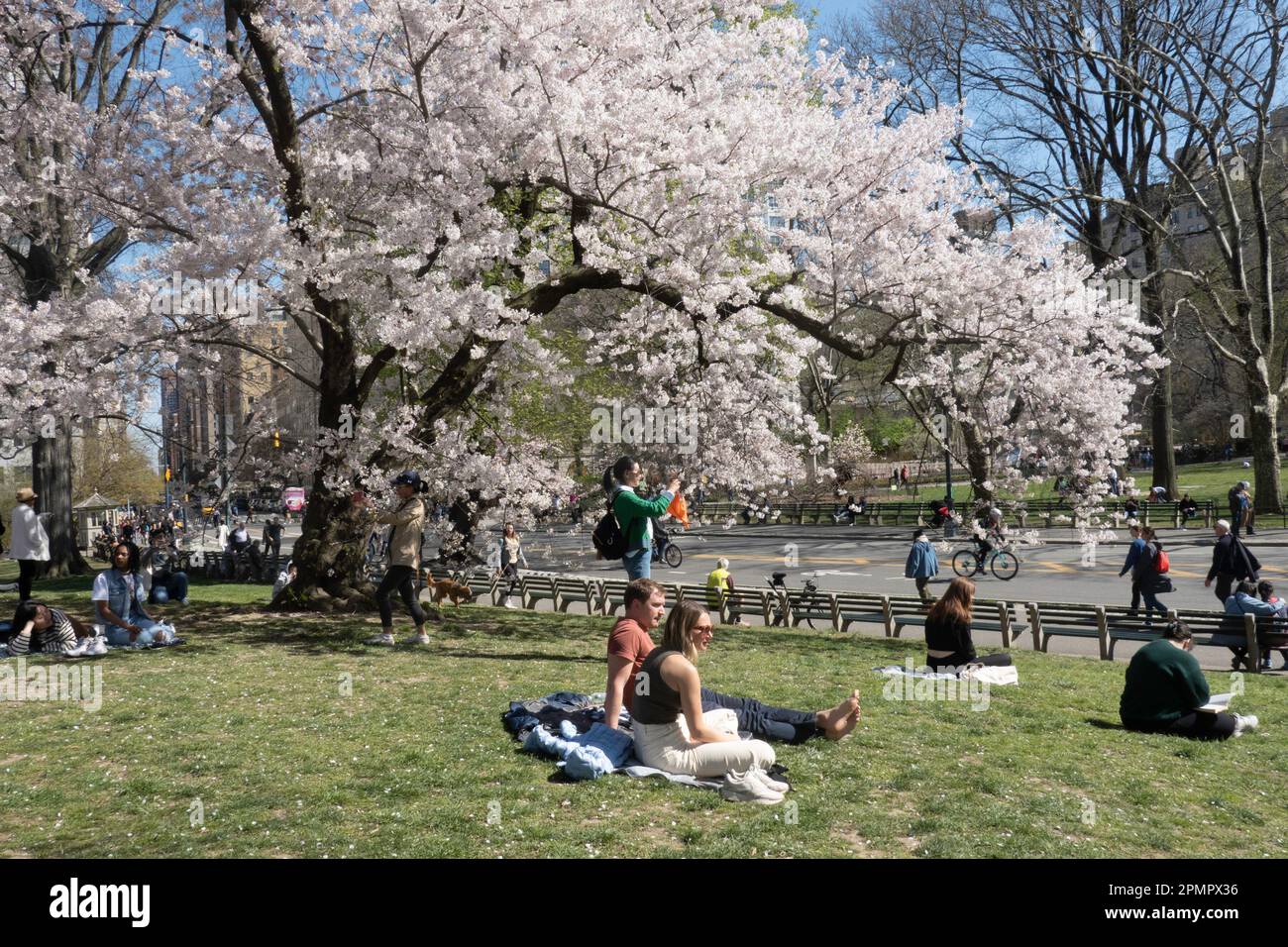 Pilgrim Hill in Central Park is surrounded with beautiful cherry ...