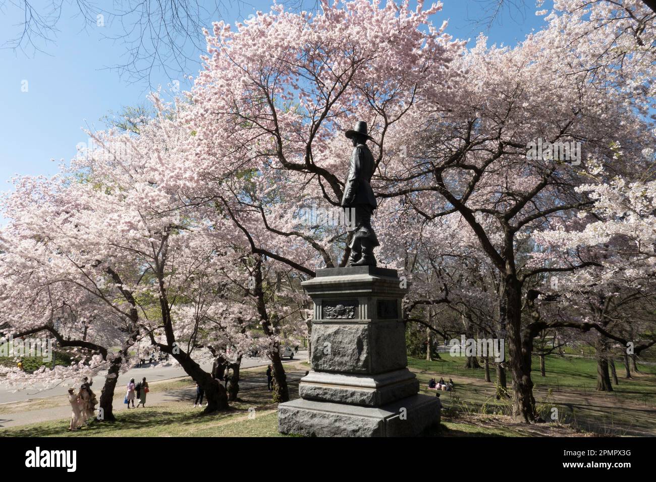 Pilgrim Hill in Central Park is surrounded with beautiful cherry ...