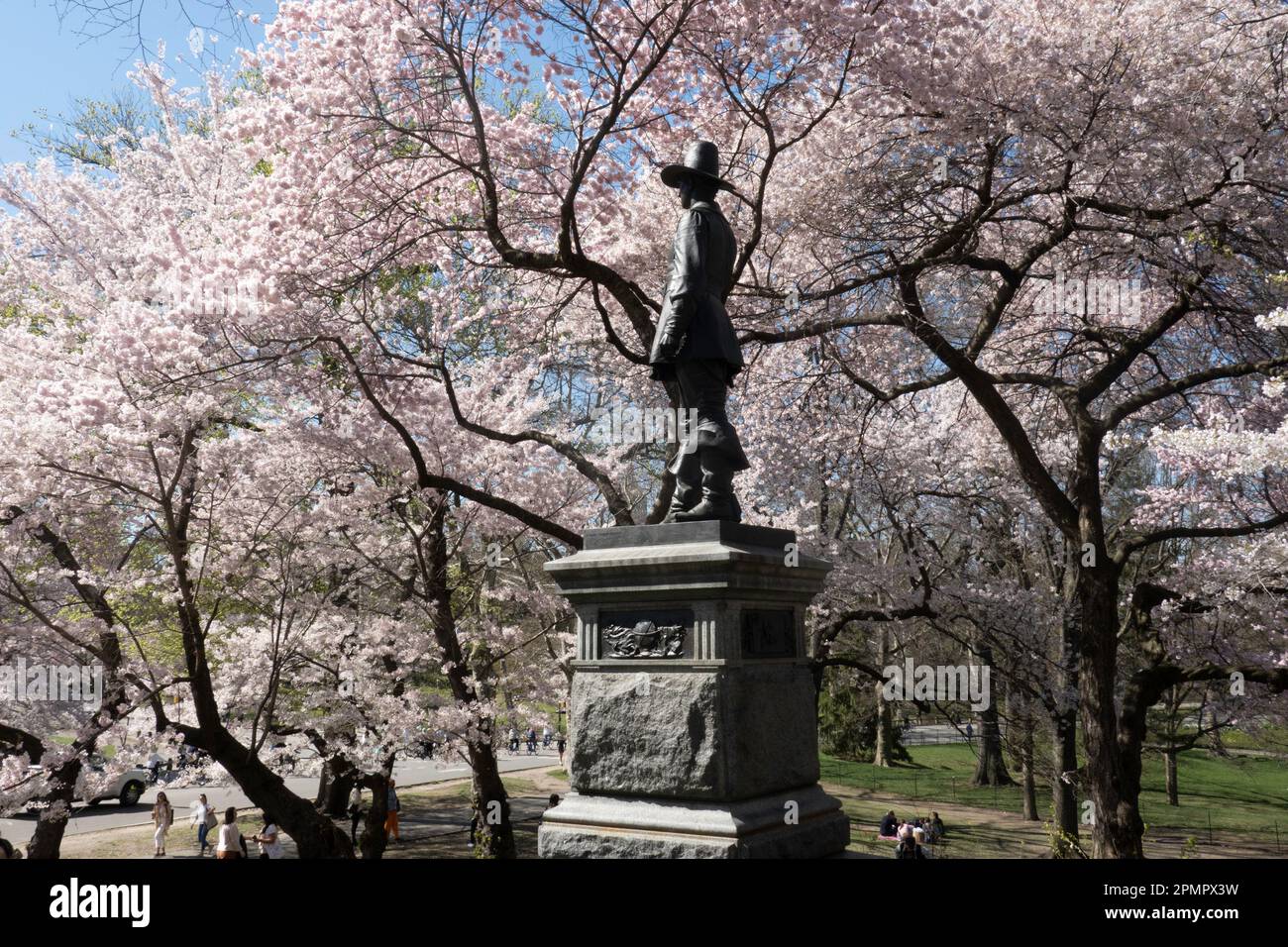 Pilgrim Hill in Central Park is surrounded with beautiful cherry ...