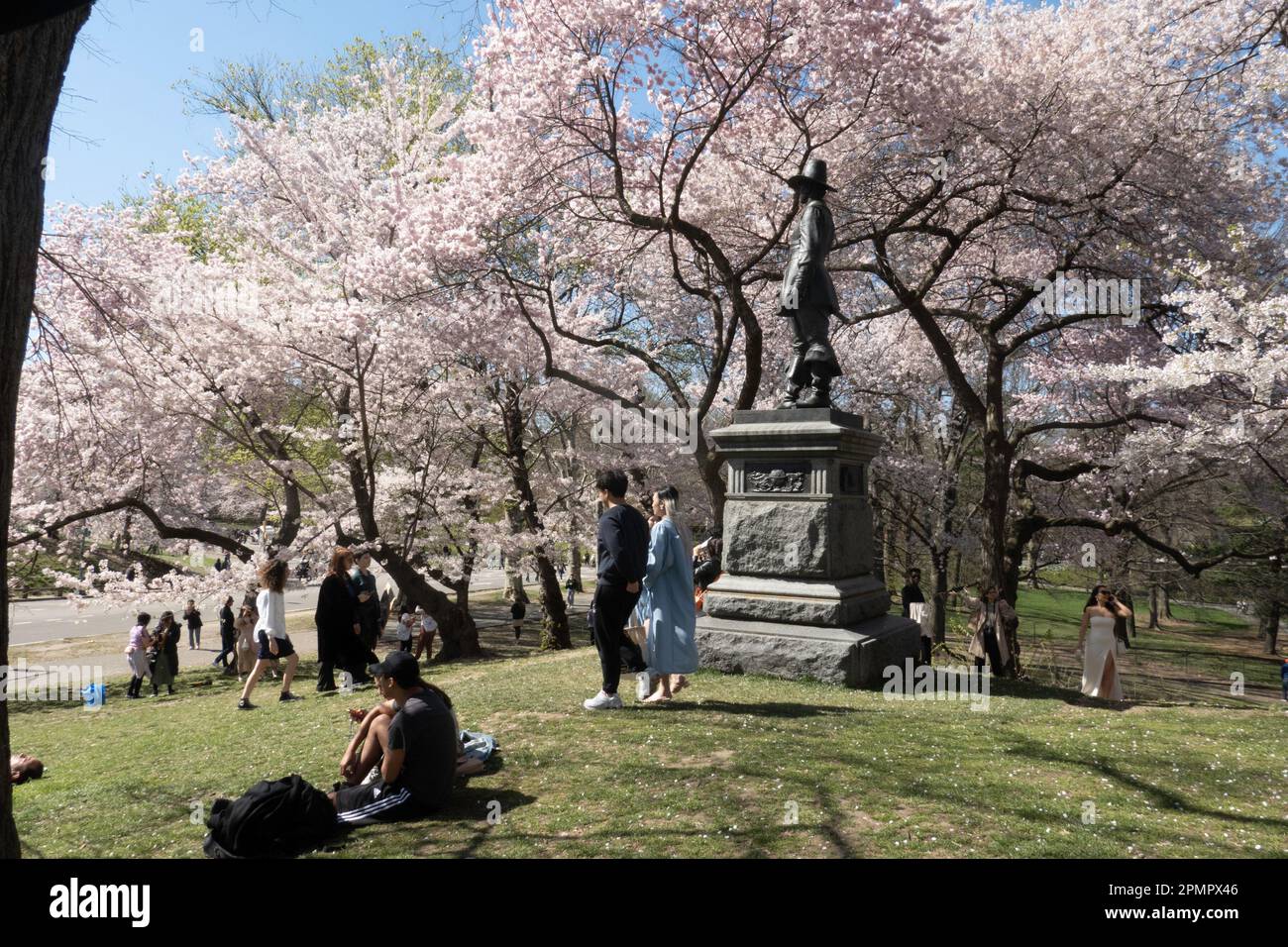 Pilgrim Hill in Central Park is surrounded with beautiful cherry ...