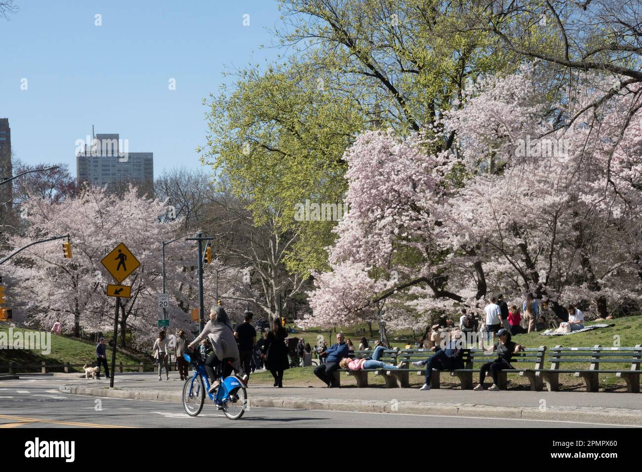 Pilgrim Hill in Central Park is surrounded with beautiful cherry ...