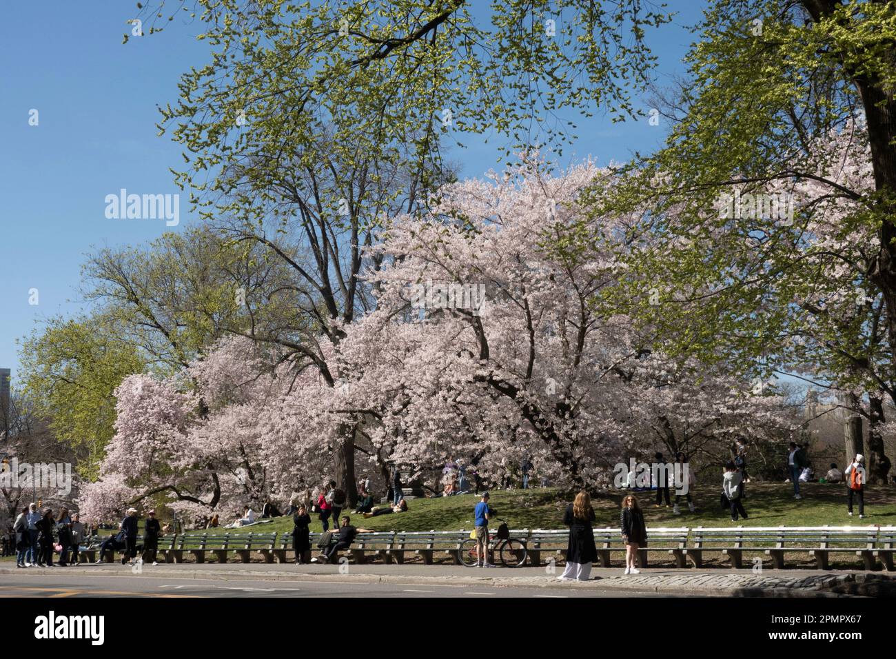 Pilgrim Hill in Central Park is surrounded with beautiful cherry ...