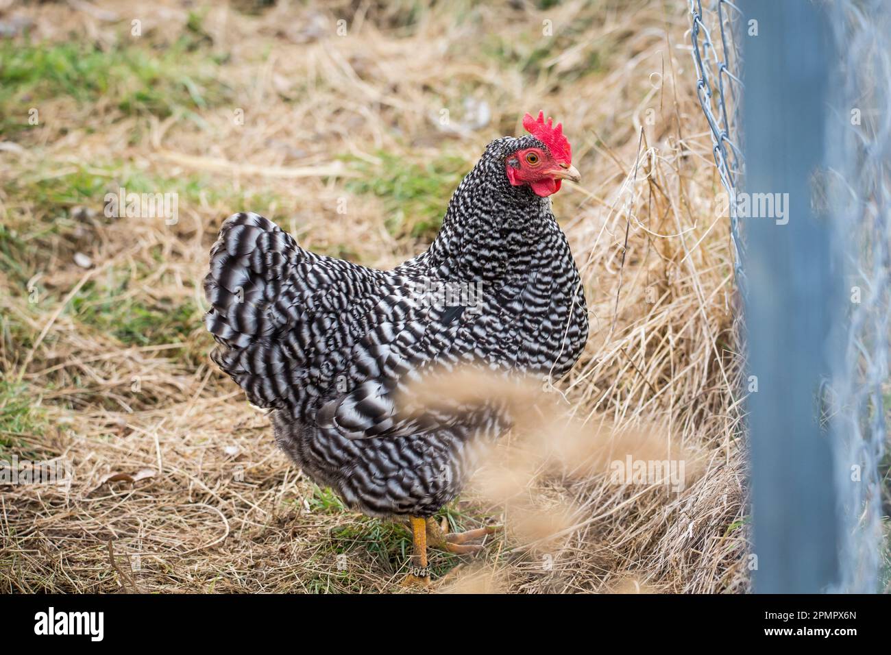 Pygmy hen hi-res stock photography and images - Alamy