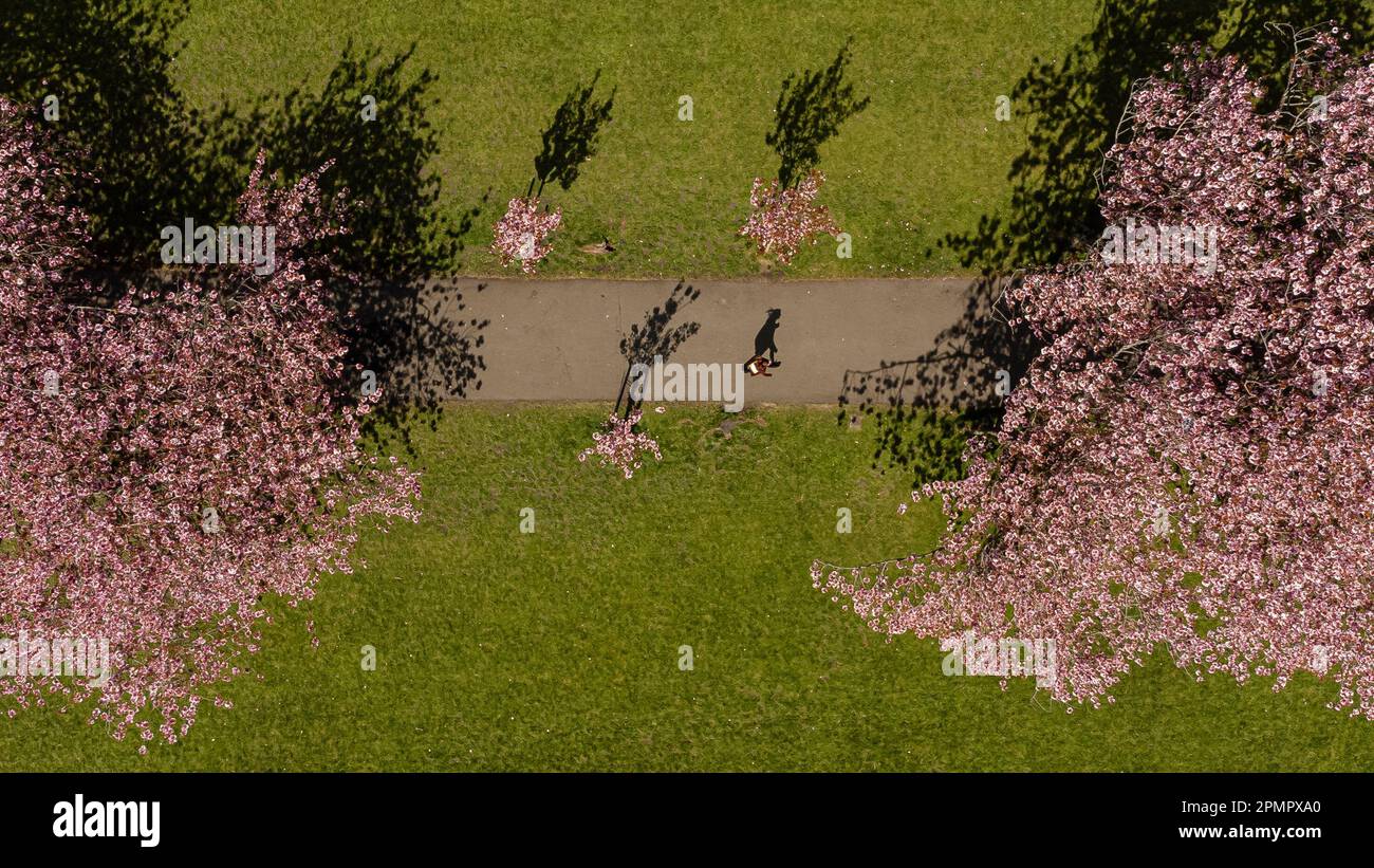 Aerial view of Edinburgh's Meadows in bloom Stock Photo - Alamy