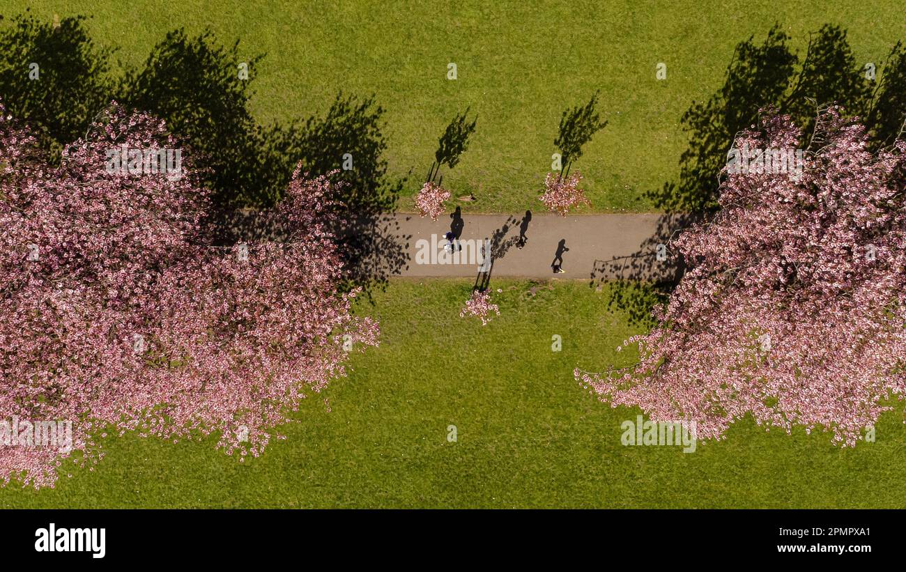 Aerial view of Edinburgh's Meadows in bloom Stock Photo - Alamy