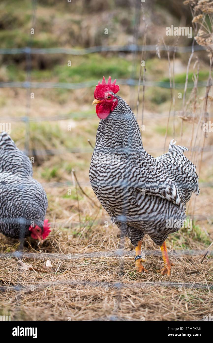 Dwarf Amrock chicken rooster Stock Photo - Alamy