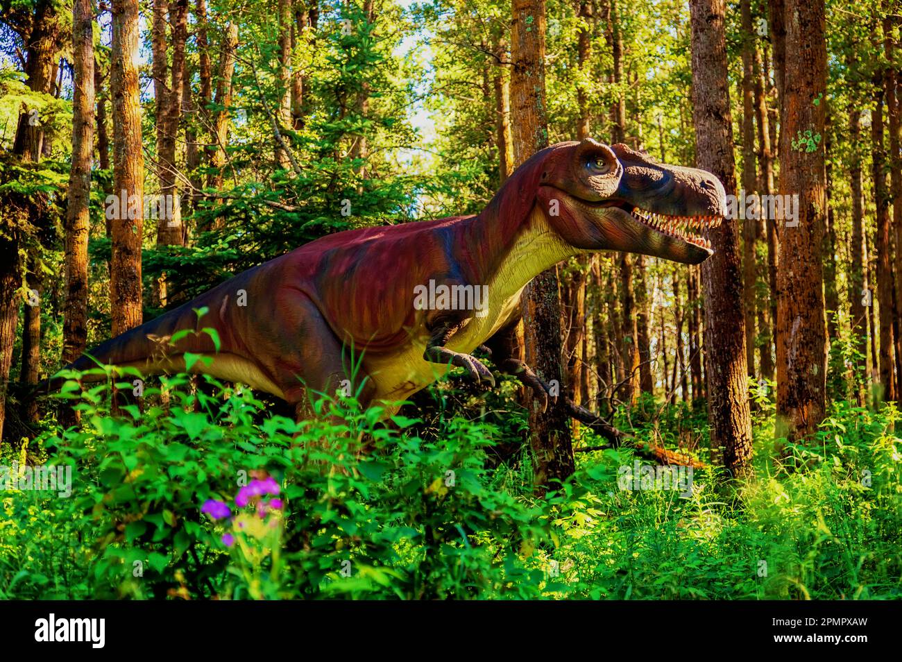 Dinosaur exhibit museum albertosaurus hi-res stock photography and ...