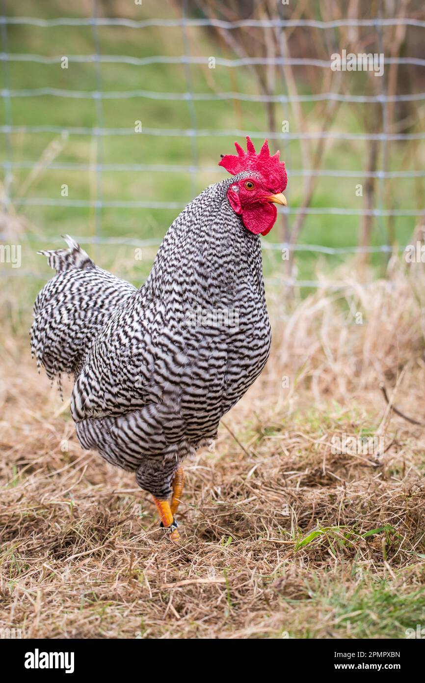 Dwarf Amrock chicken rooster Stock Photo - Alamy