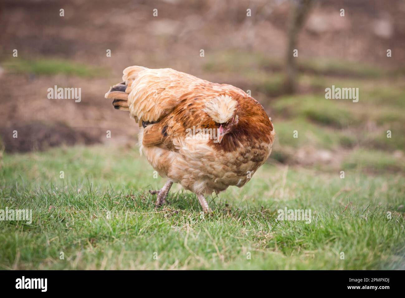 Free range Sulmtaler hen, a chicken breed from Austria Stock Photo - Alamy