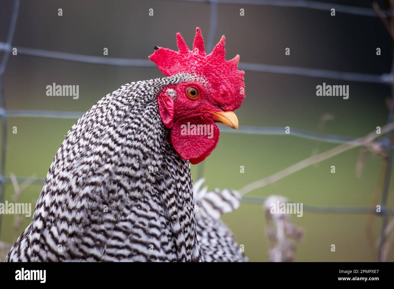 Dwarf Amrock chicken rooster Stock Photo - Alamy