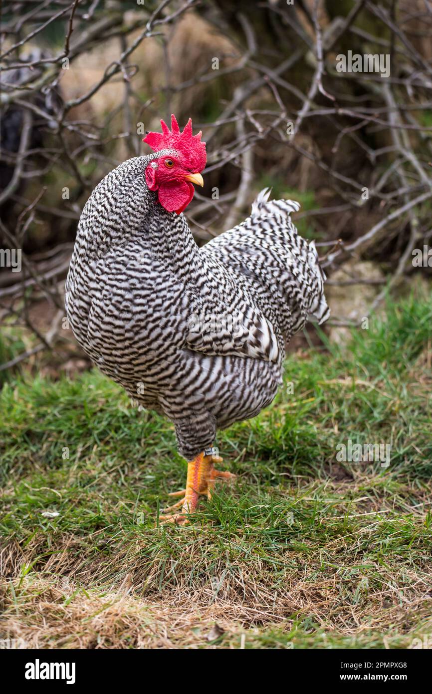 Pygmy rooster hi-res stock photography and images - Alamy