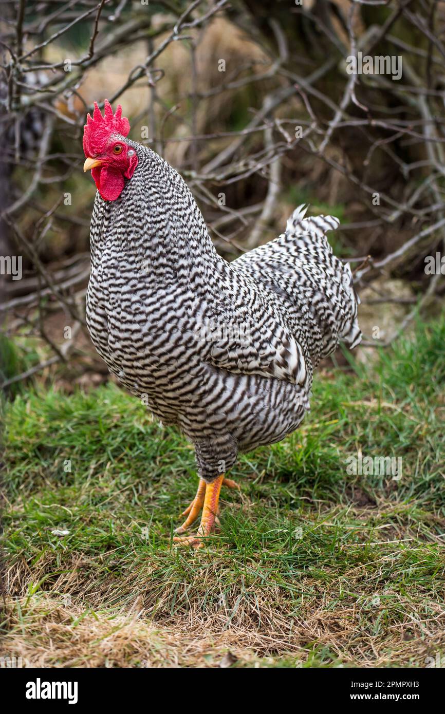 Dwarf Amrock chicken rooster Stock Photo - Alamy