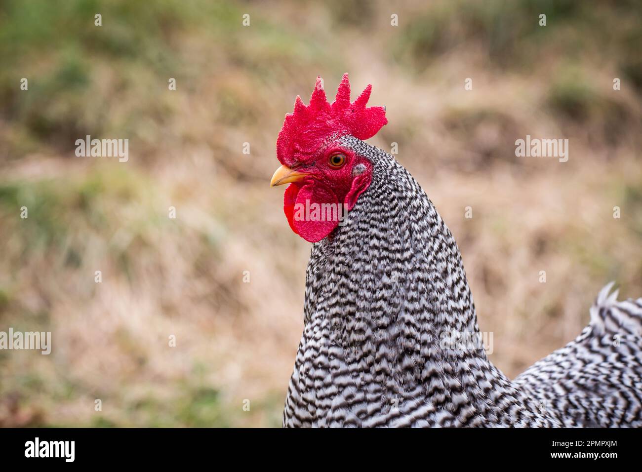 Dwarf amrock hi-res stock photography and images - Alamy
