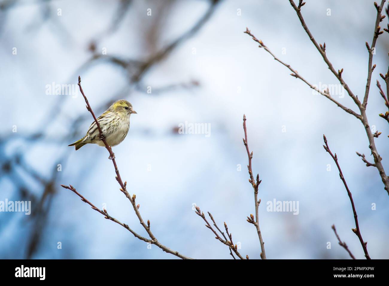 Female siskin, black-headed goldfinch (Spinus spinus Stock Photo - Alamy
