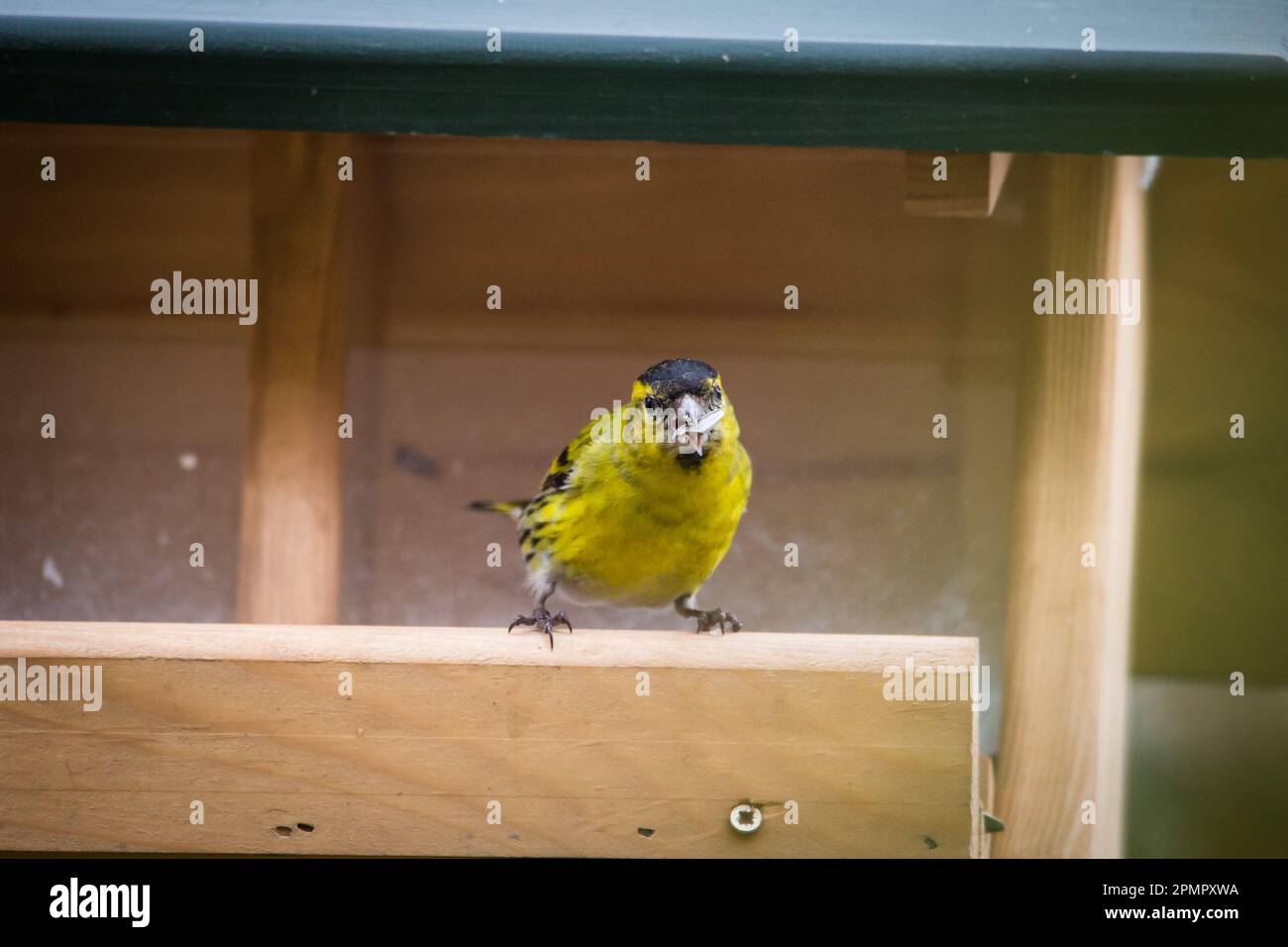 Male siskin, black-headed goldfinch (Spinus spinus Stock Photo - Alamy