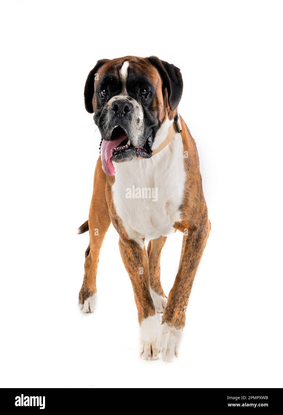 Male boxer Cut Out Stock Images & Pictures - Alamy