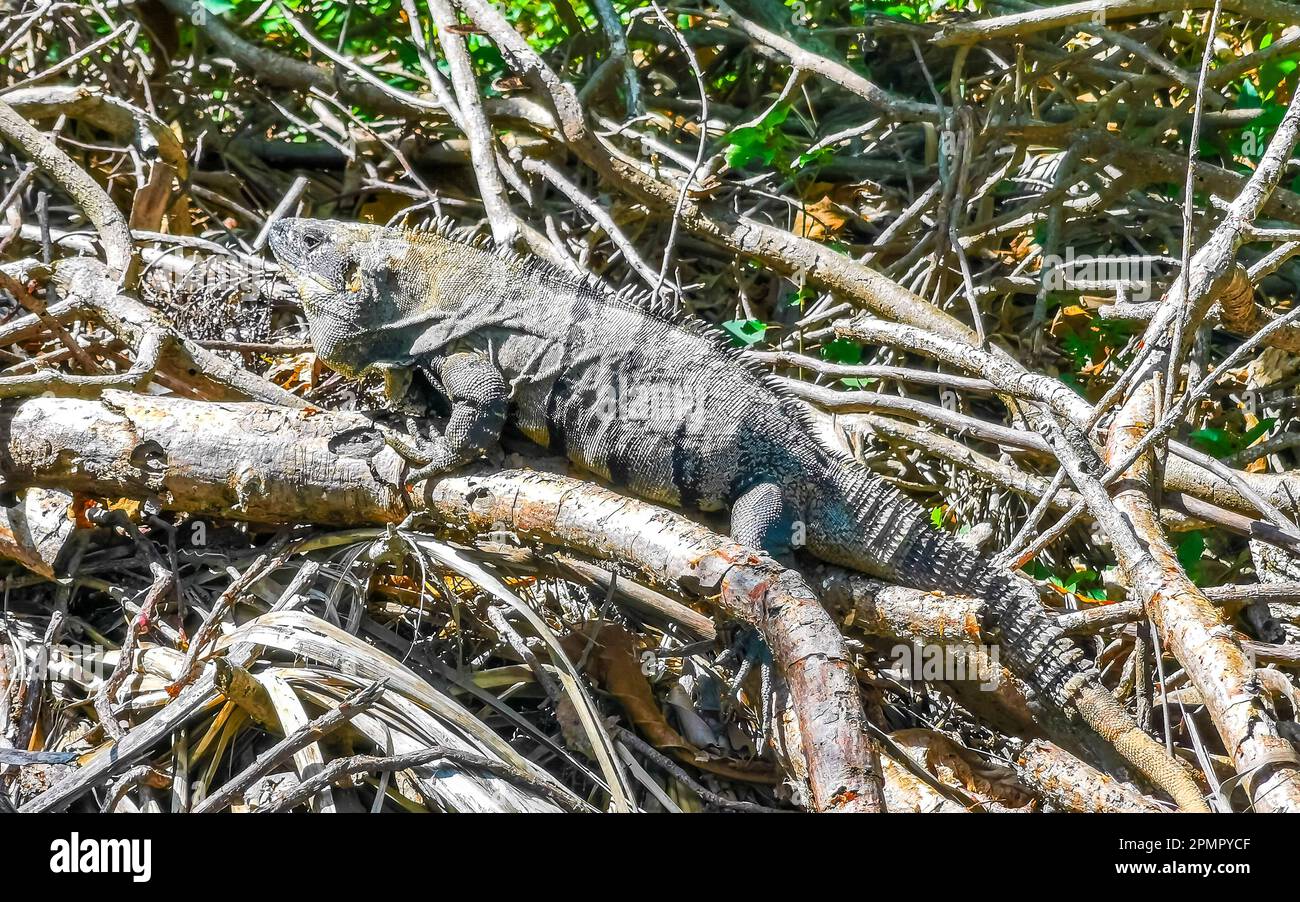 Huge Iguana gecko animal on wood at the ancient Tulum ruins Mayan site ...