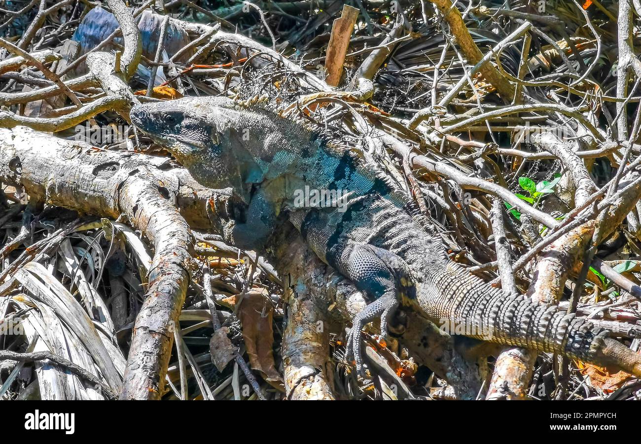 Huge Iguana gecko animal on wood at the ancient Tulum ruins Mayan site ...