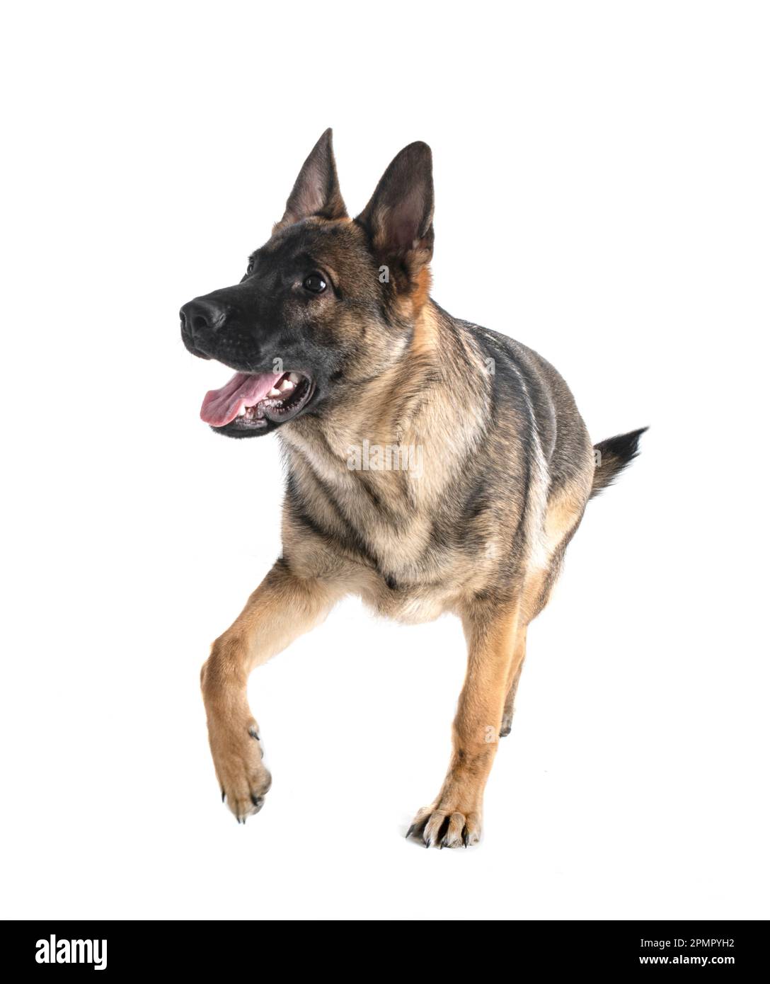 young german shepherd in front of white background Stock Photo - Alamy