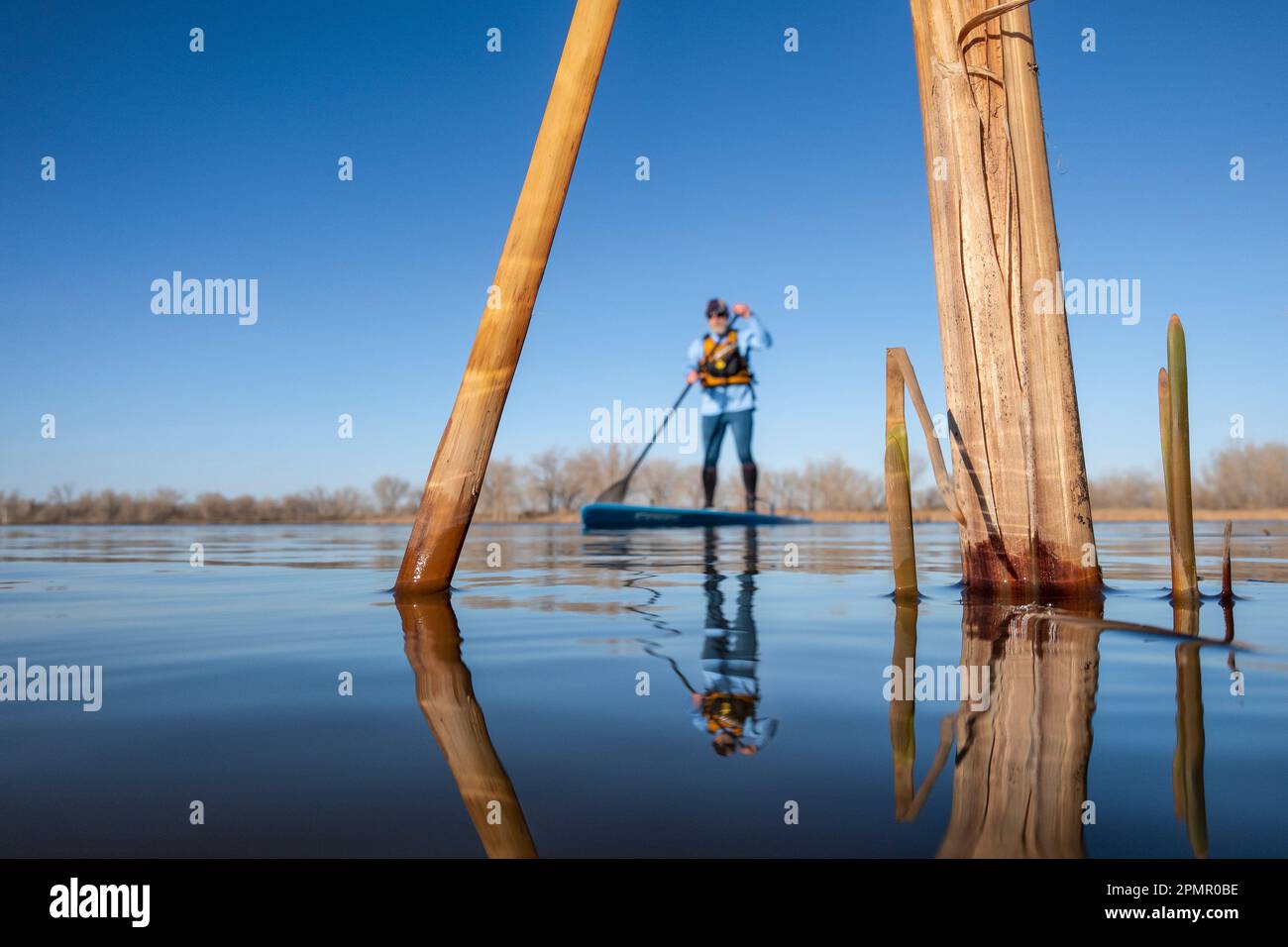reeds on a calm lake in spring with an out of focus stand up paddler ...