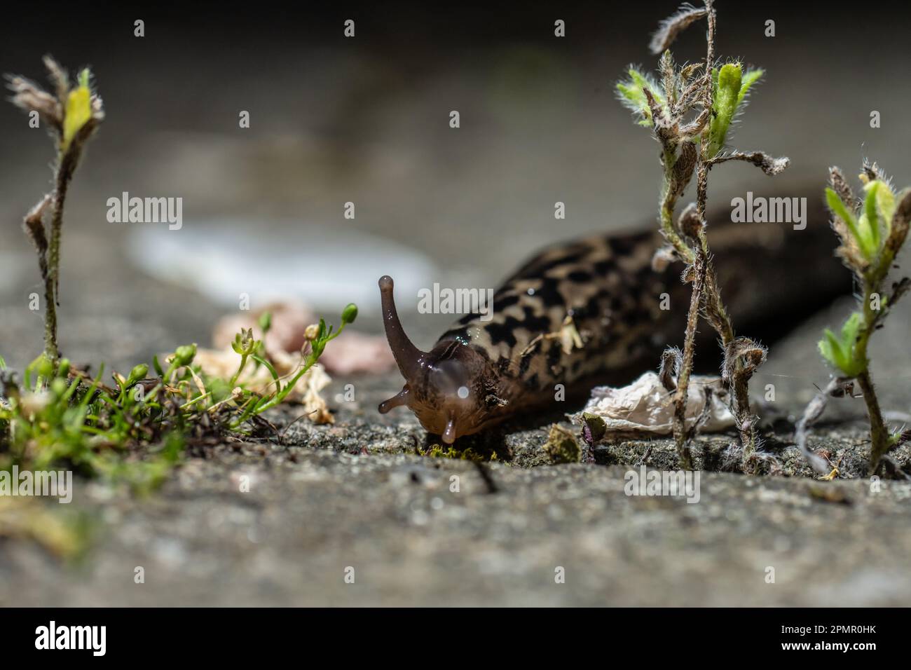 Leopard slug on white hi-res stock photography and images - Alamy