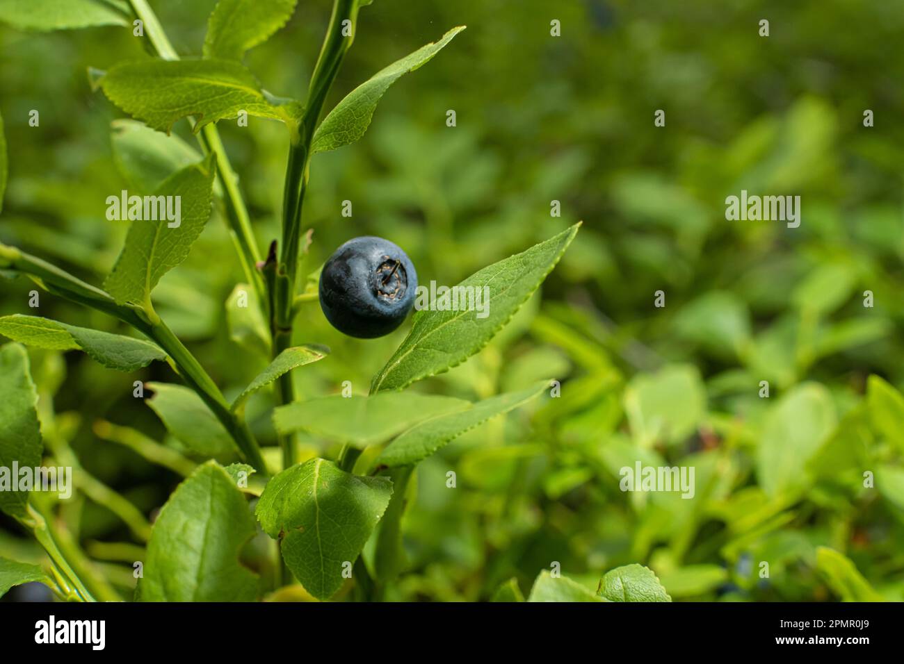 Lonely ripe blueberry in the woods ready to be picked and eaten Stock ...