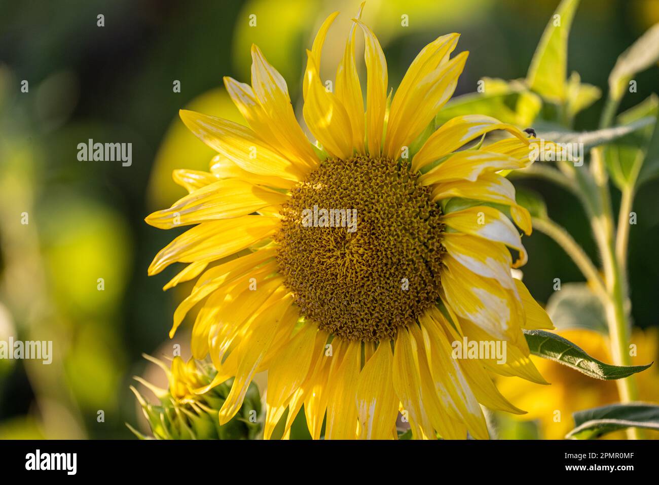 Sunflowers in late evening sunlight Stock Photo - Alamy