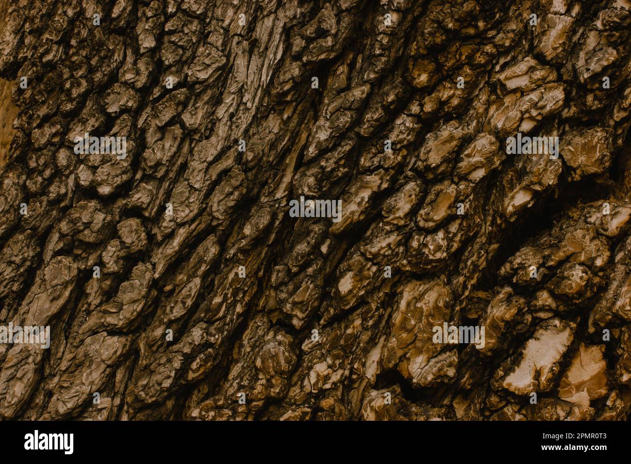 Seamless old tree bark background texture of an old pine tree. Brown ...