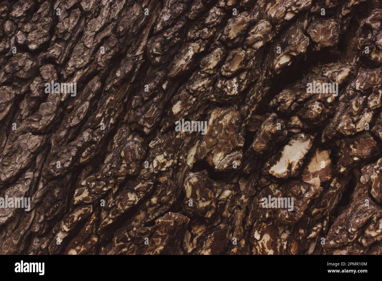 Seamless old tree bark background texture of an old pine tree. Brown ...
