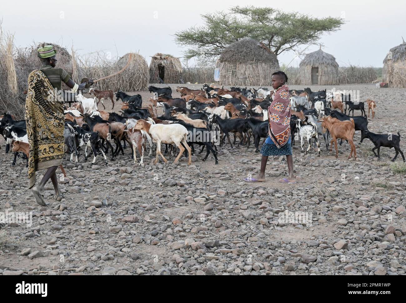 KENYA, Turkana, village Nariokotome, homestead of Turkana pastoral ...