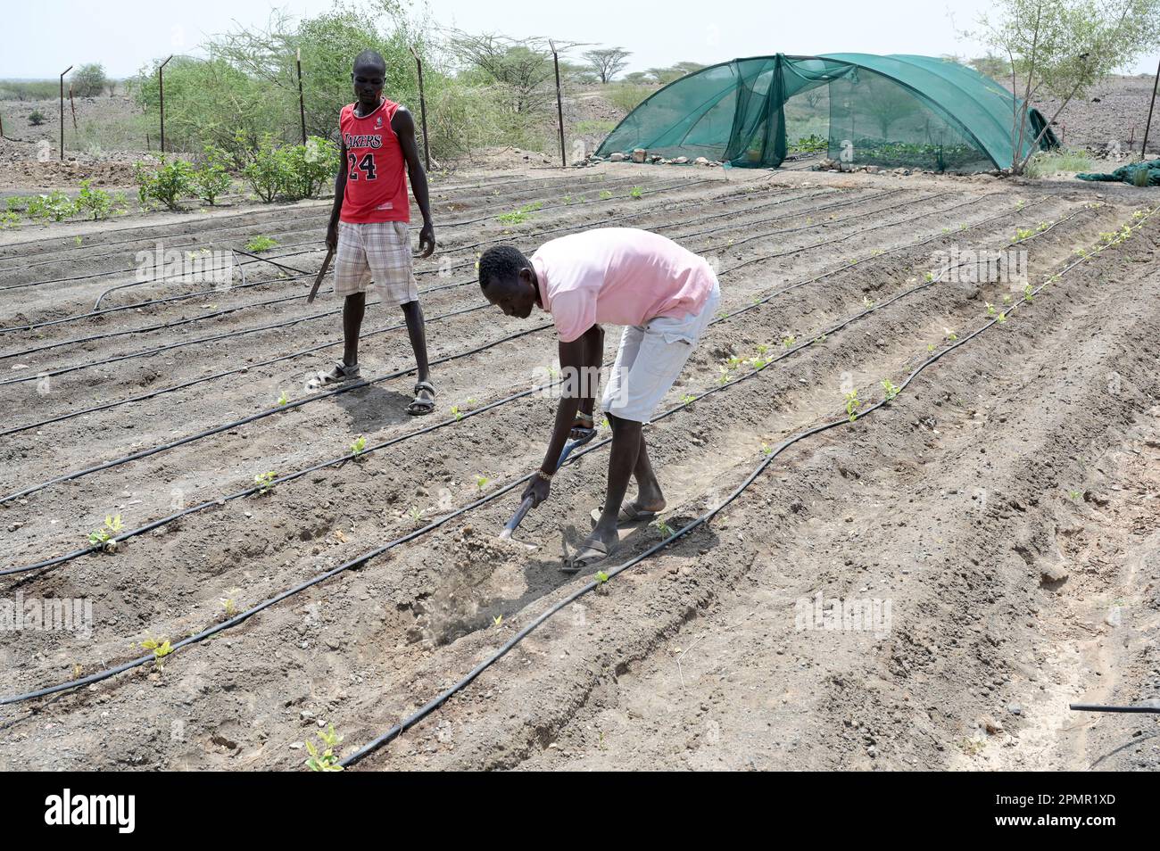 KENYA, Turkana, village Nariokotome, adaption of climate change ...