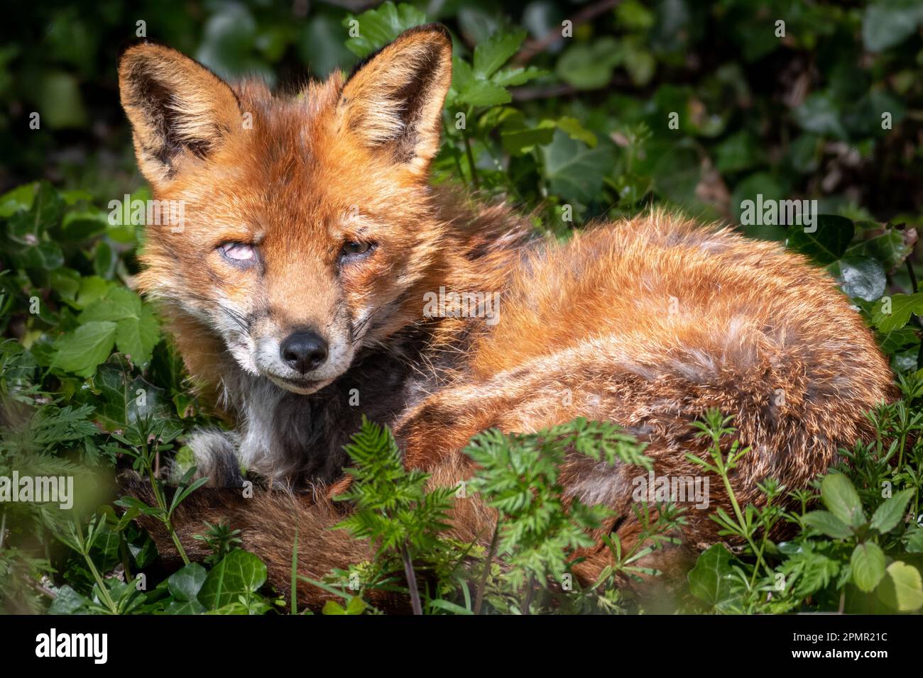 Injured fox hi-res stock photography and images - Alamy