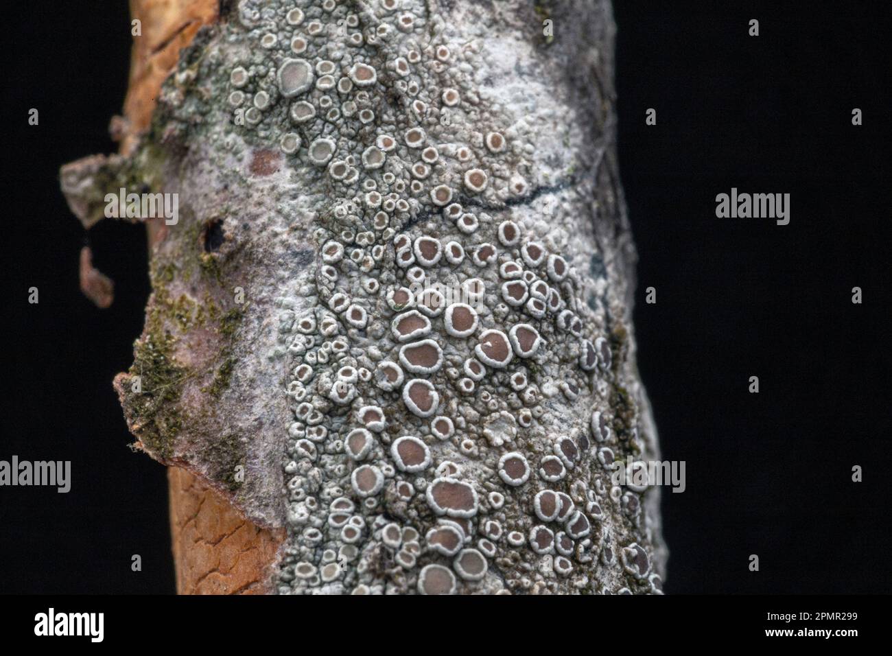 Grey microscope hi-res stock photography and images - Alamy
