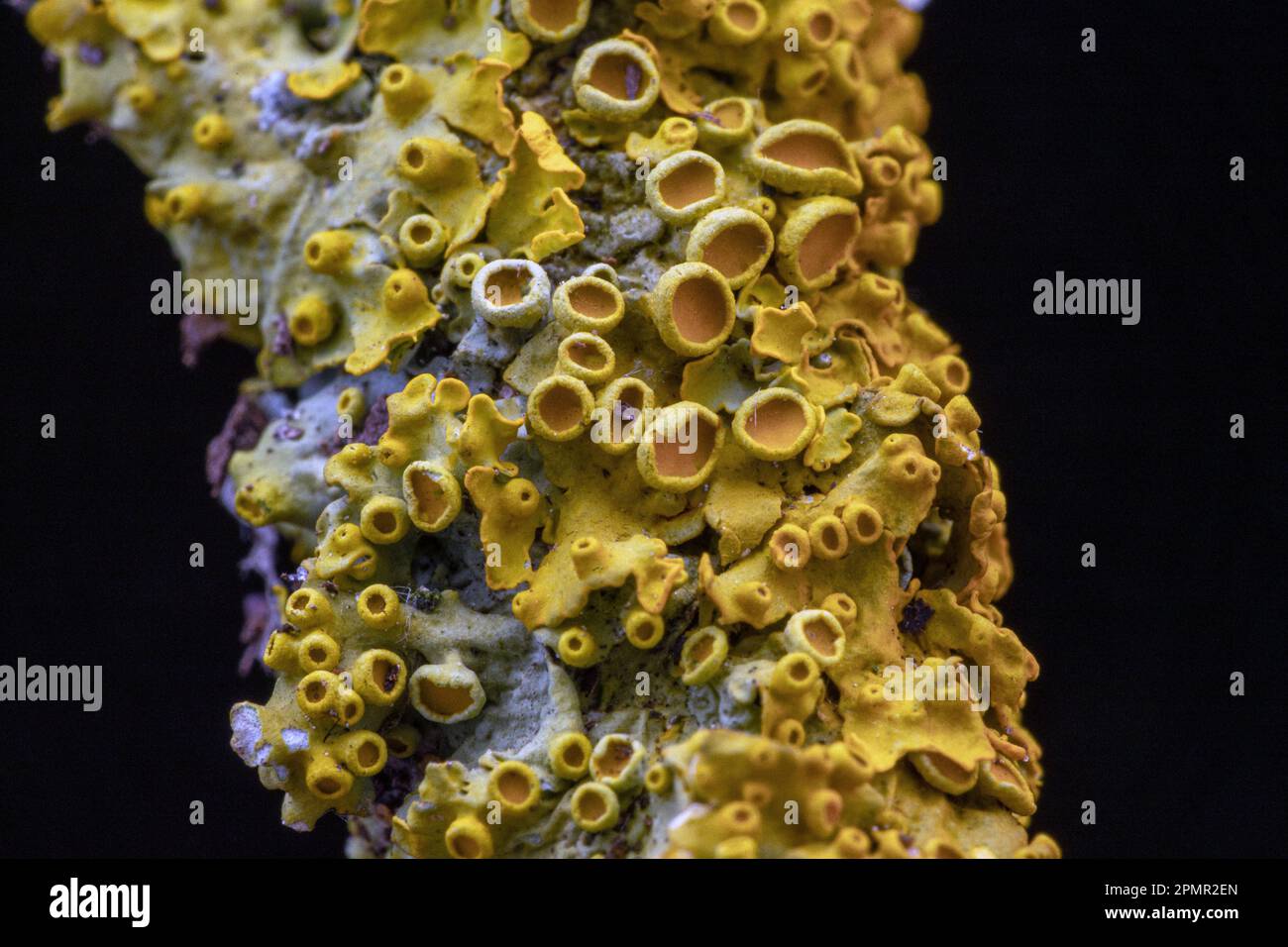 yellow lichens on a branch Stock Photo - Alamy