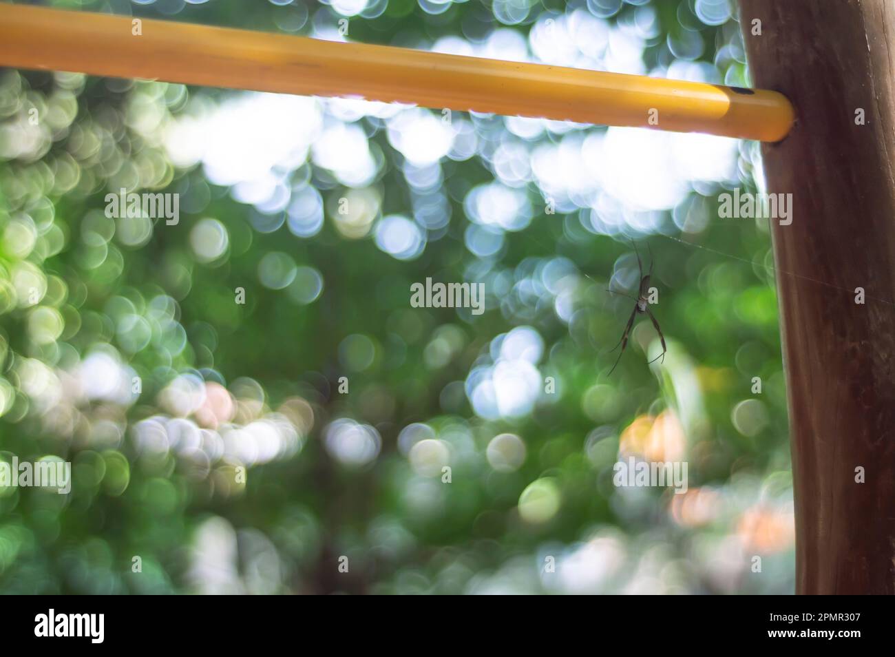 Manual weight machine in a forest area with a spider standing in its ...